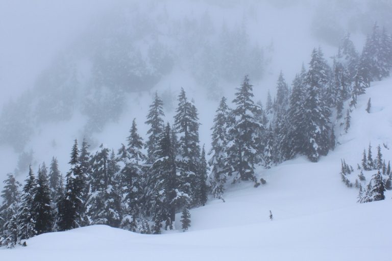 Snow patterns on the South Coast – Oplopanax Horridus